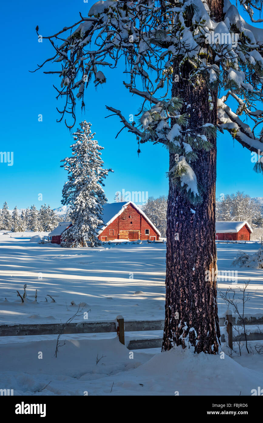 Red country barn with pine tree in winter snow Stock Photo - Alamy