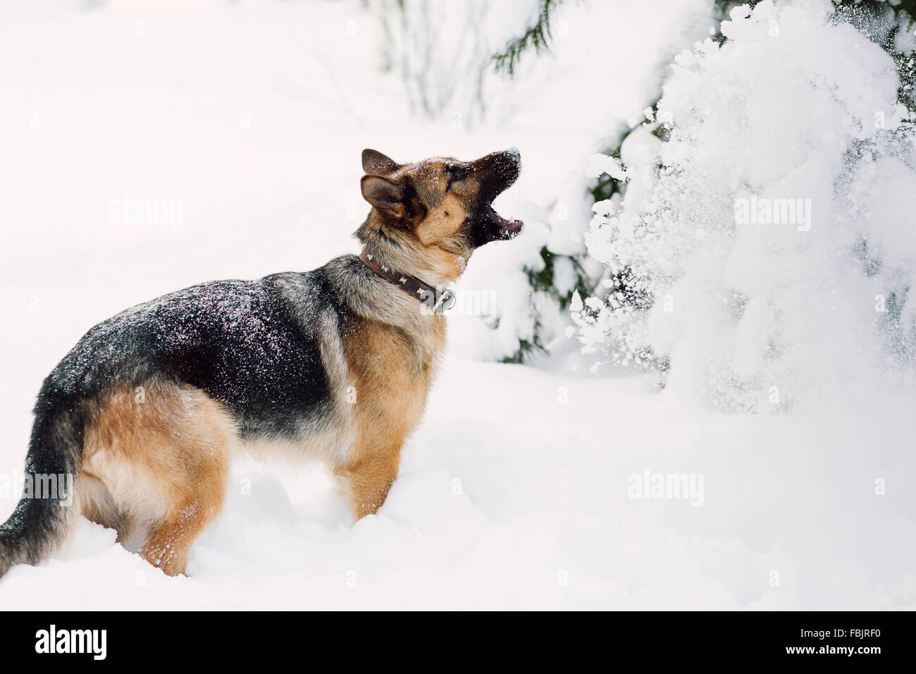 How To Train German Shepherd To Bark
