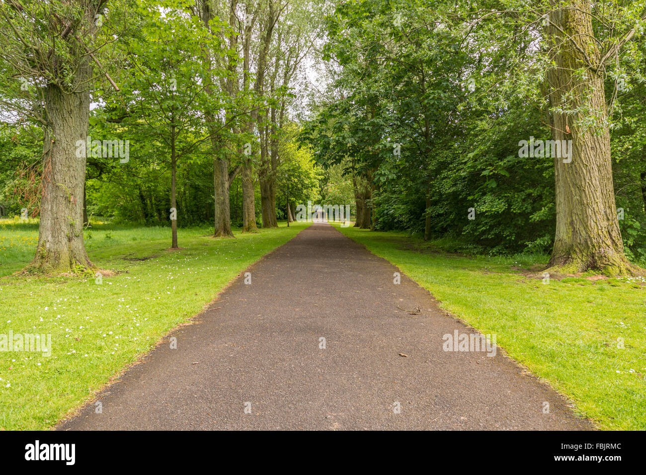 Tree lined pathway leads hi-res stock photography and images - Alamy