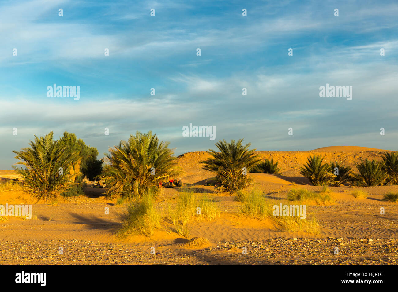 palm trees in desert, morning Stock Photo - Alamy