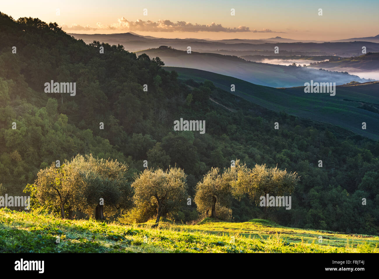 Trees and orchards on the Italian fields. Tuscany autumn day Stock ...