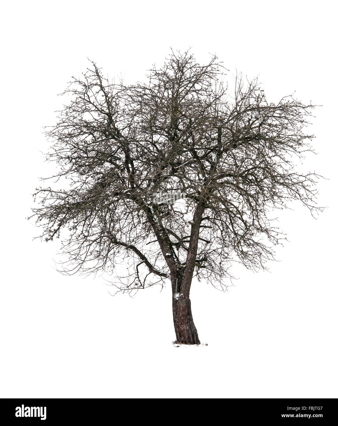 Pear tree branch Cut Out Stock Images & Pictures - Alamy