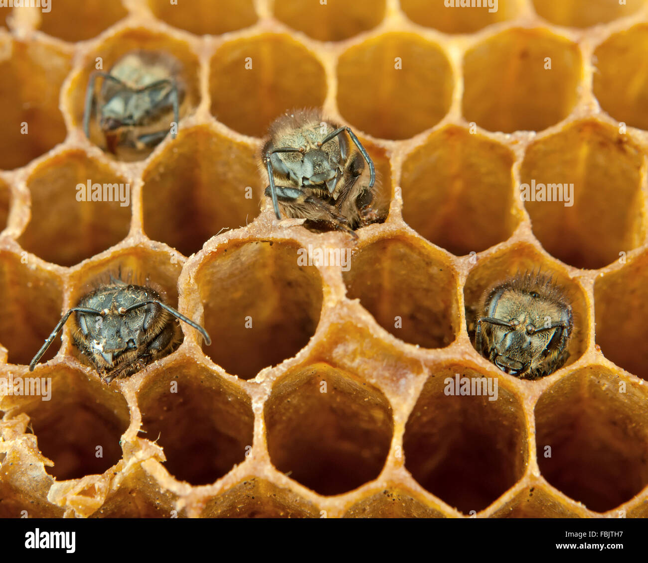 yong bees inside honeycomb. Close up Stock Photo - Alamy