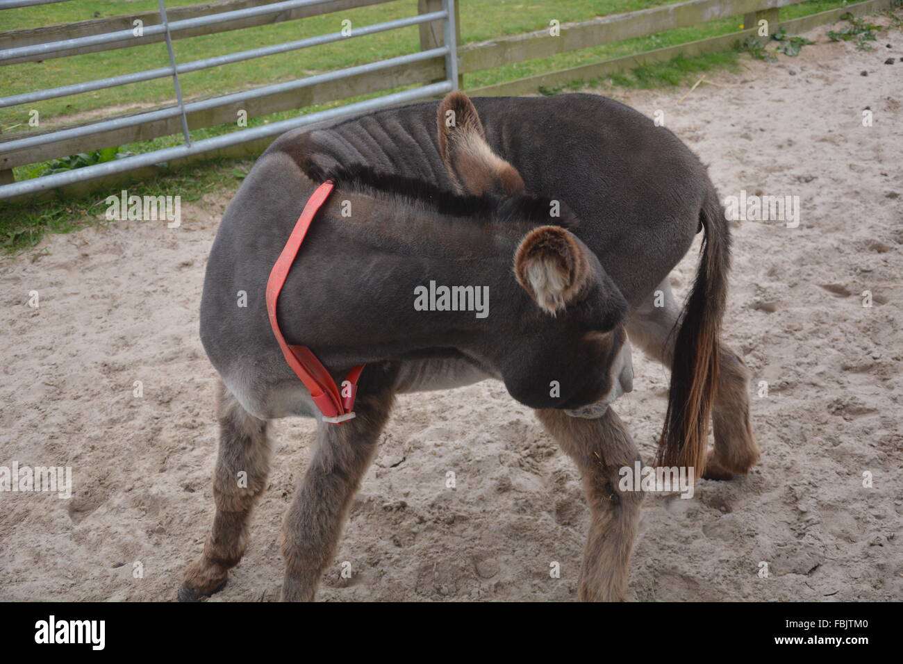 Itchy 'Pedro' Donkey Stock Photo - Alamy
