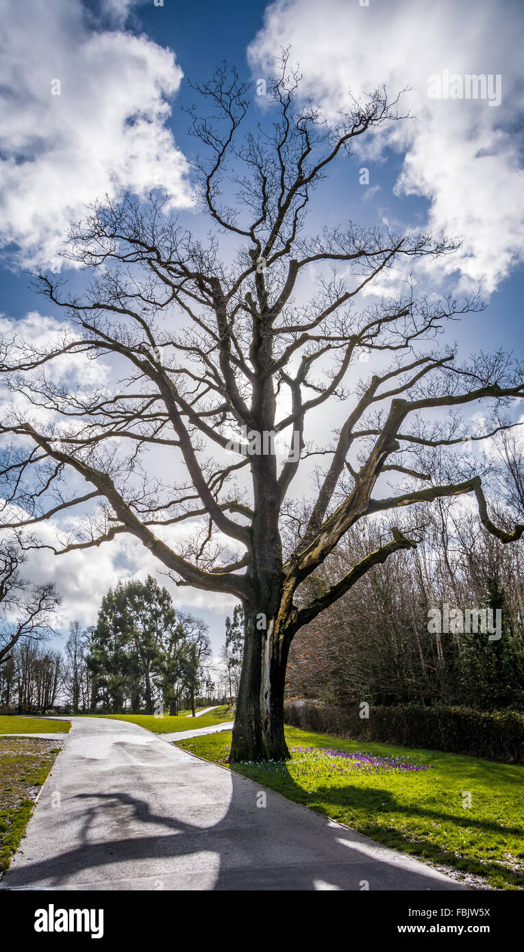 Orangefield belfast hi-res stock photography and images - Alamy