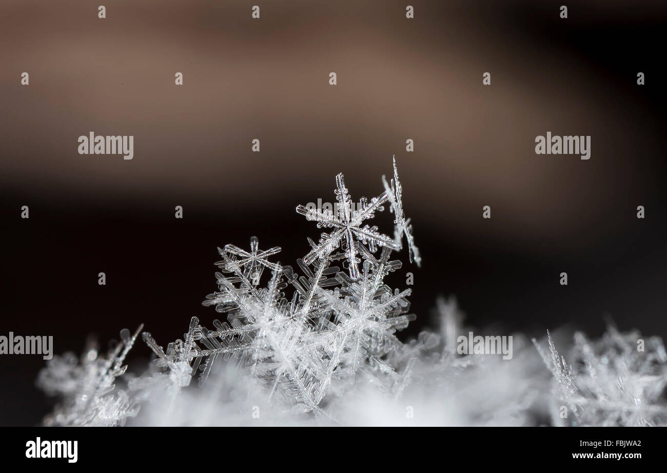 natural snowflakes on snow Stock Photo - Alamy