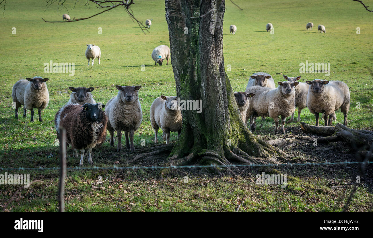 Sheep eating tree hi-res stock photography and images - Alamy