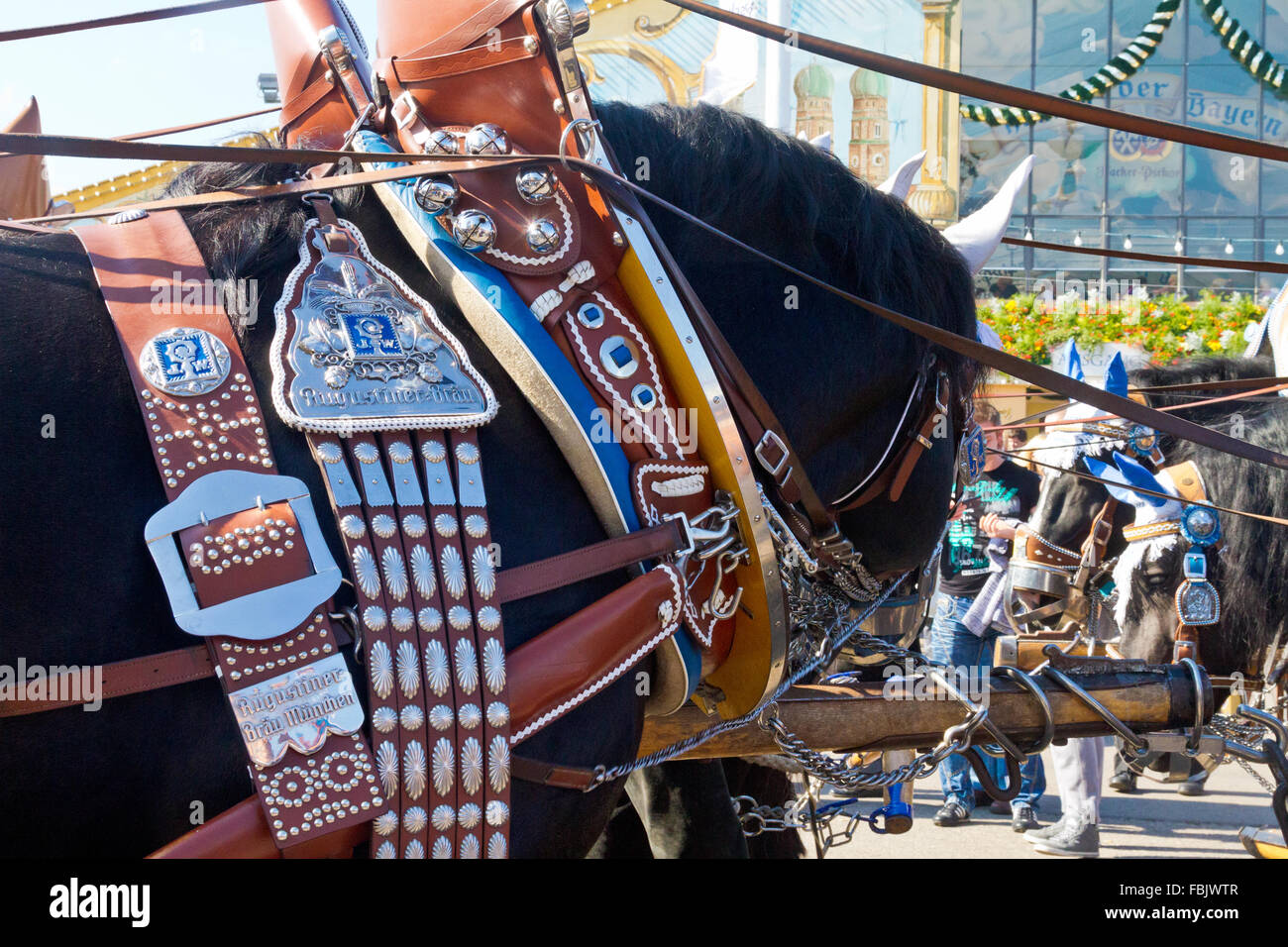 Closeup of horse with fancy harness at Oktoberfest in Munich, Germany ...