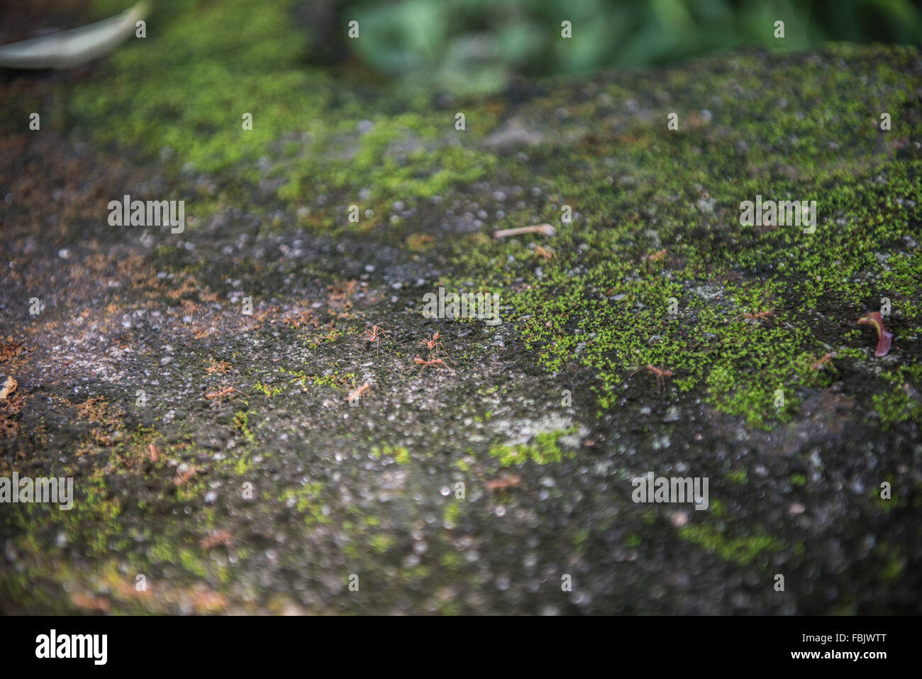 Mosses on Wet Wall Stock Photo - Alamy
