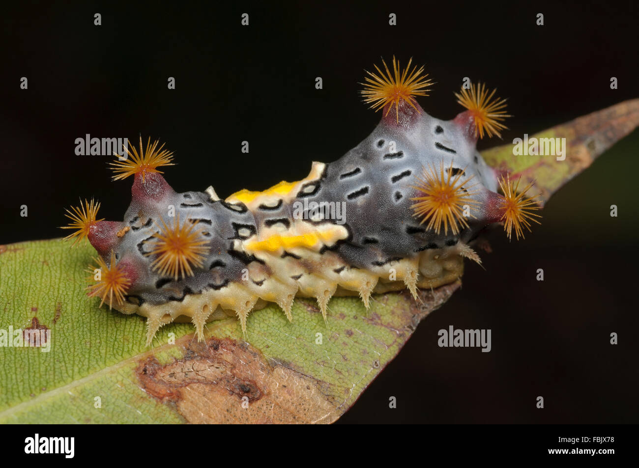 Mottled cup moth caterpillar, Doratifera vulnerans, at Glenbrook, New ...