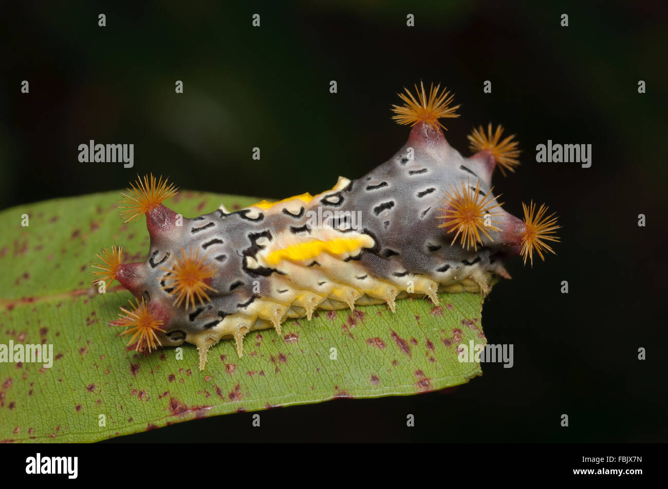 Limacodidae hi-res stock photography and images - Alamy