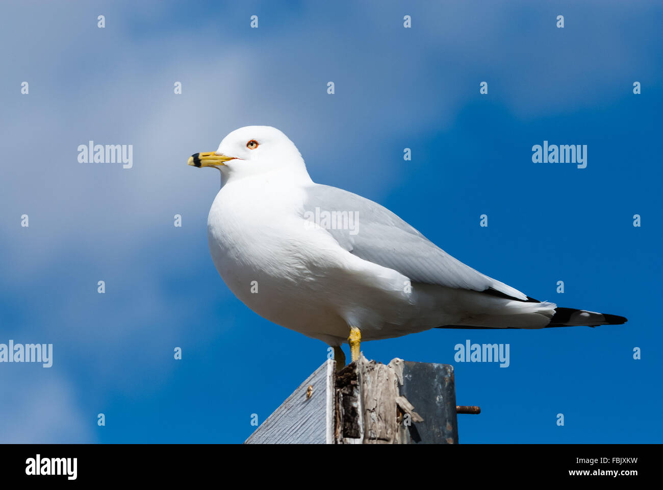 Seagull facing left hi-res stock photography and images - Alamy