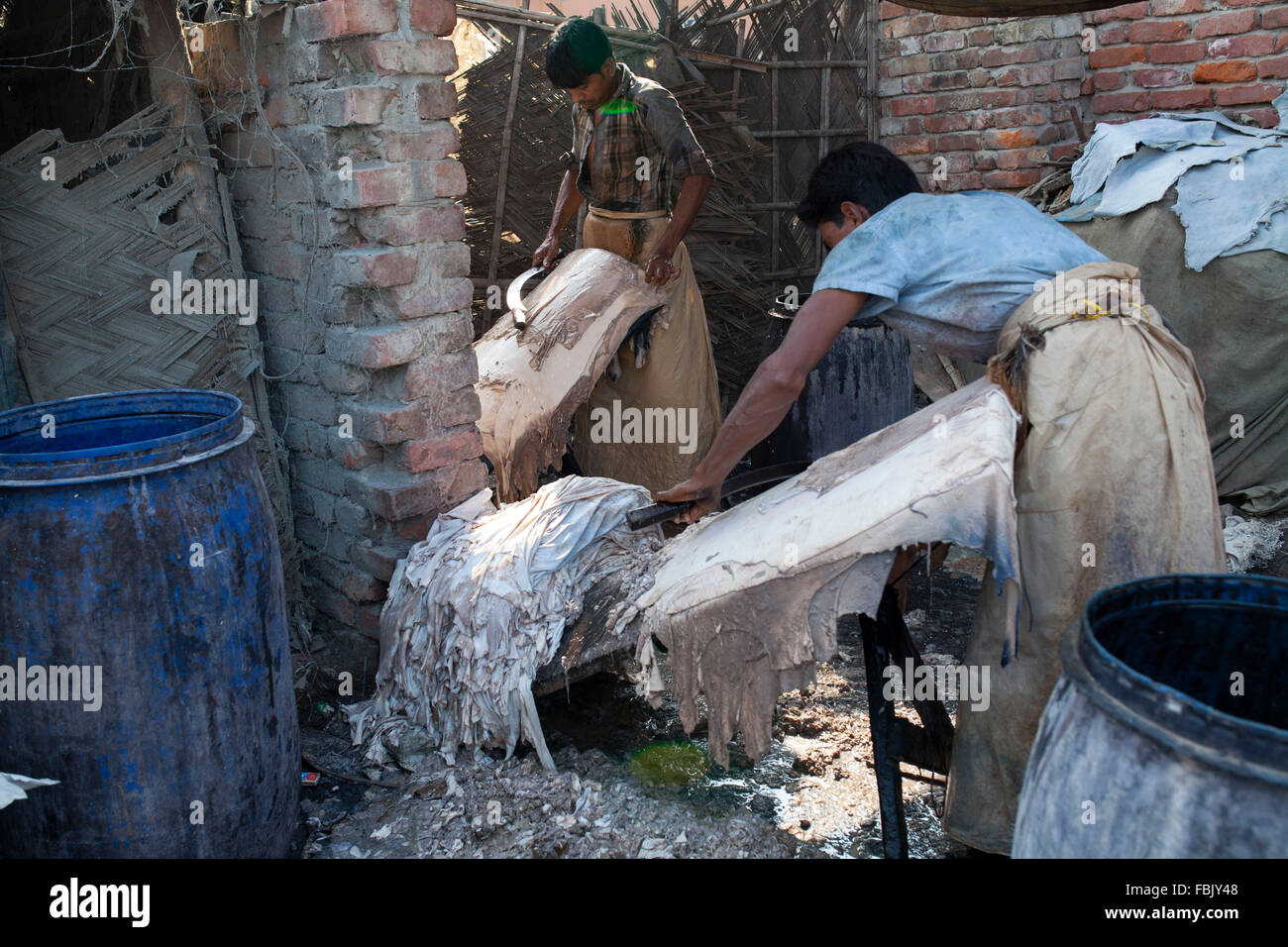 Indian cow disease hi-res stock photography and images - Alamy