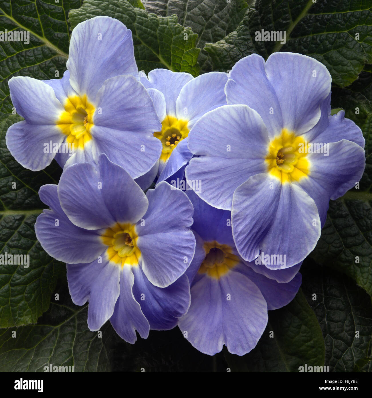 Polyanthus Stock Photos & Polyanthus Stock Images - Alamy