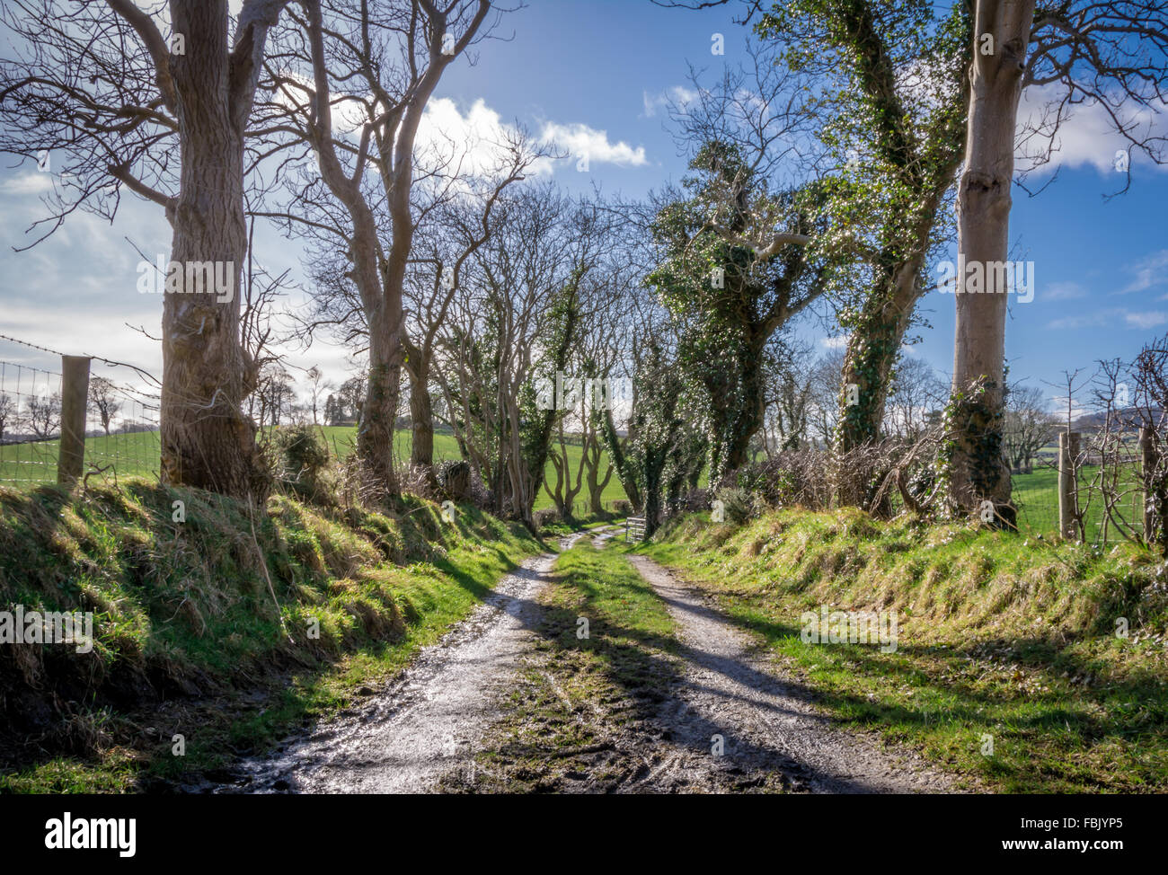 High hedges hi-res stock photography and images - Alamy