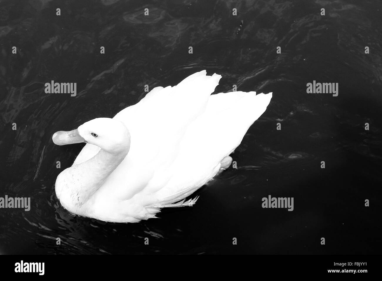 White duck closeup Black and White Stock Photos & Images - Alamy