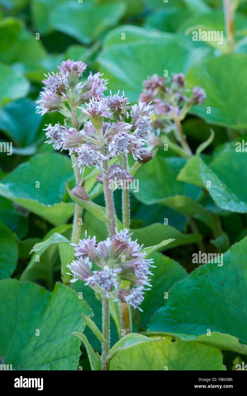 Winter Heliotrope - Petasites fragrans Stock Photo - Alamy