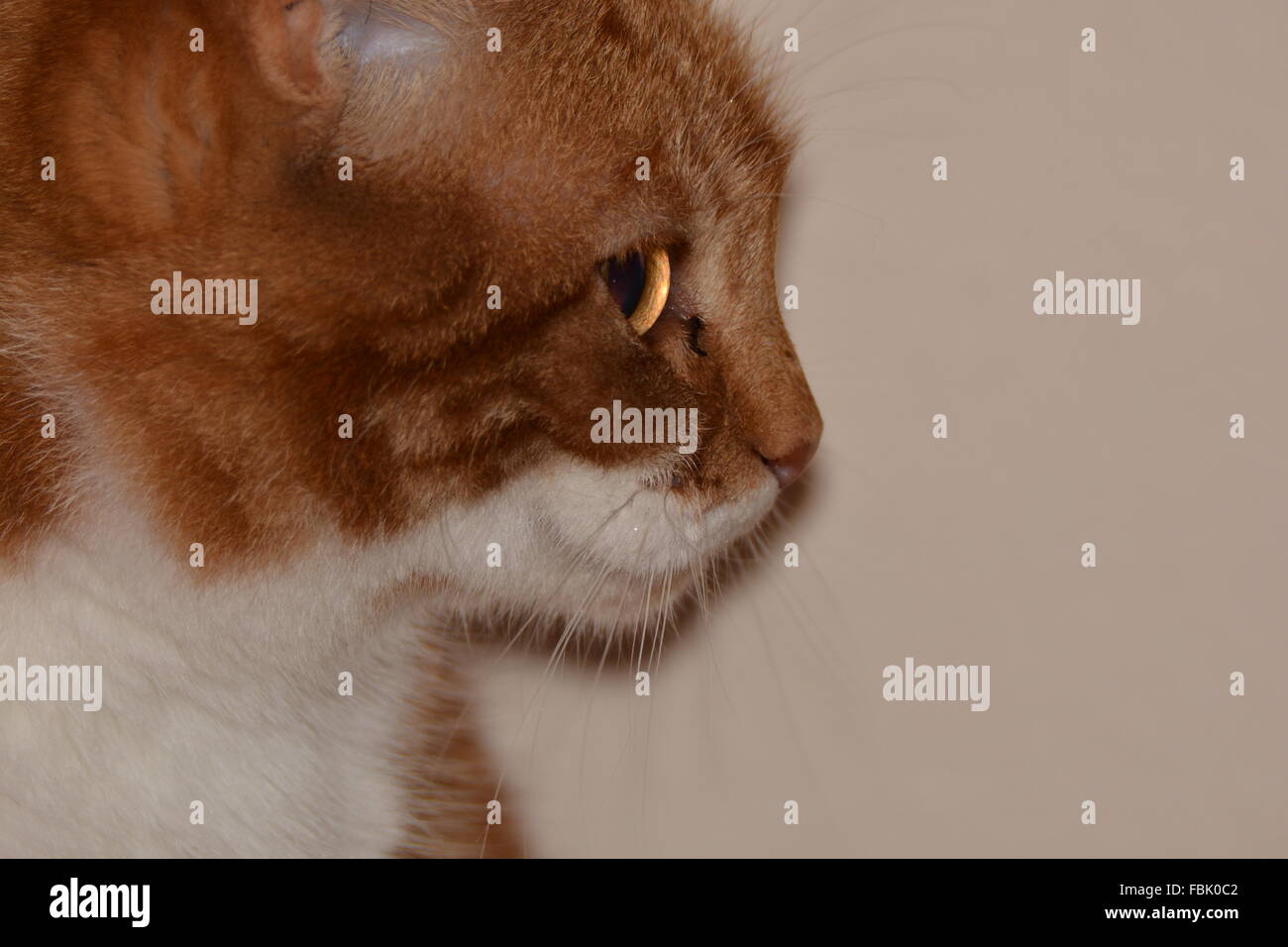 Side View Ginger Cat Stock Photo - Alamy