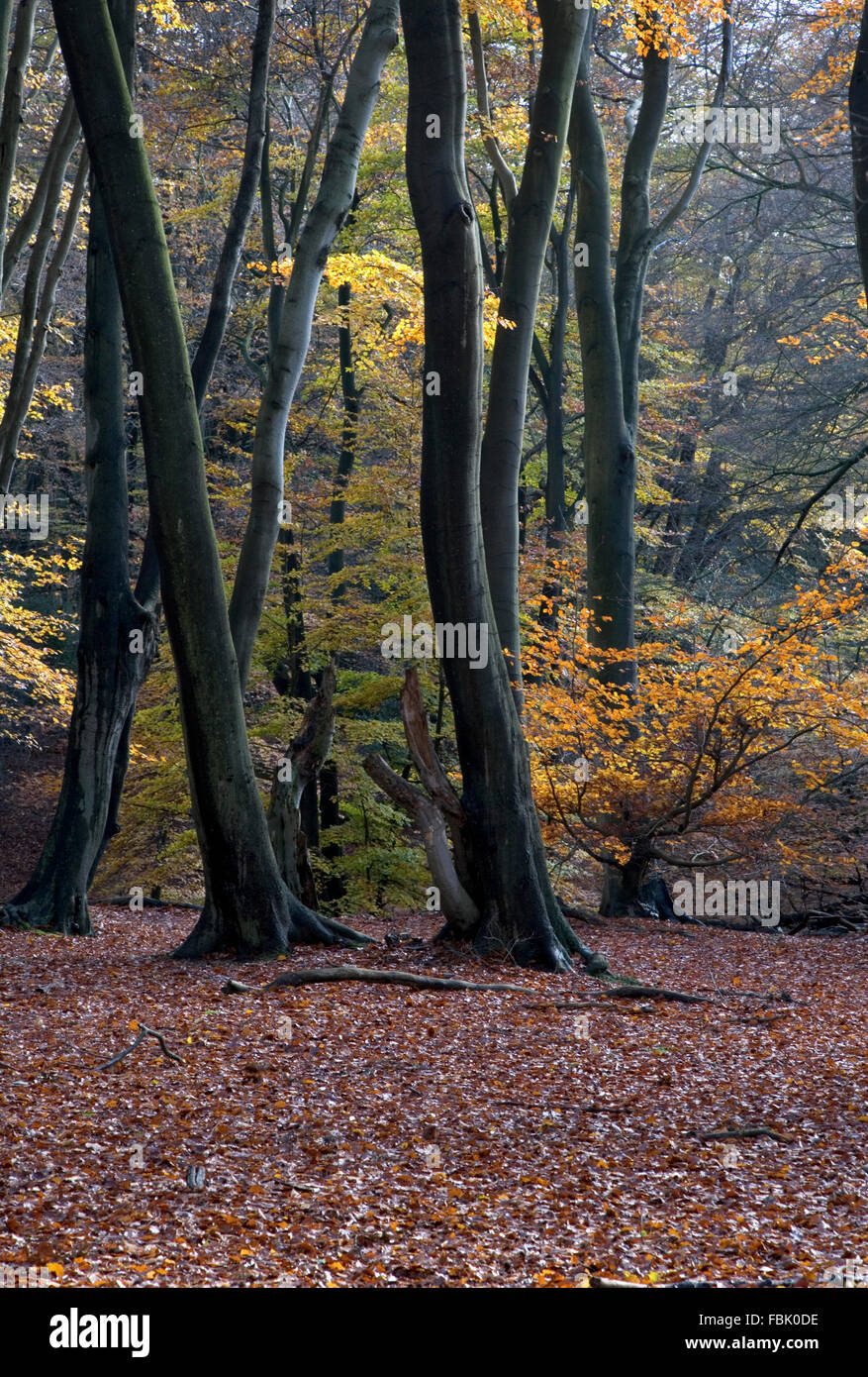 Mature Beech trees (Fagus sylvatica) and other deciduous trees, with ...