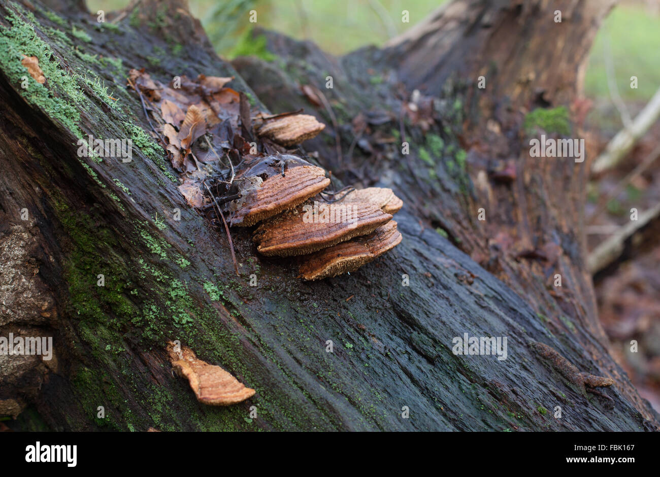 Mushroom and fern hi-res stock photography and images - Alamy