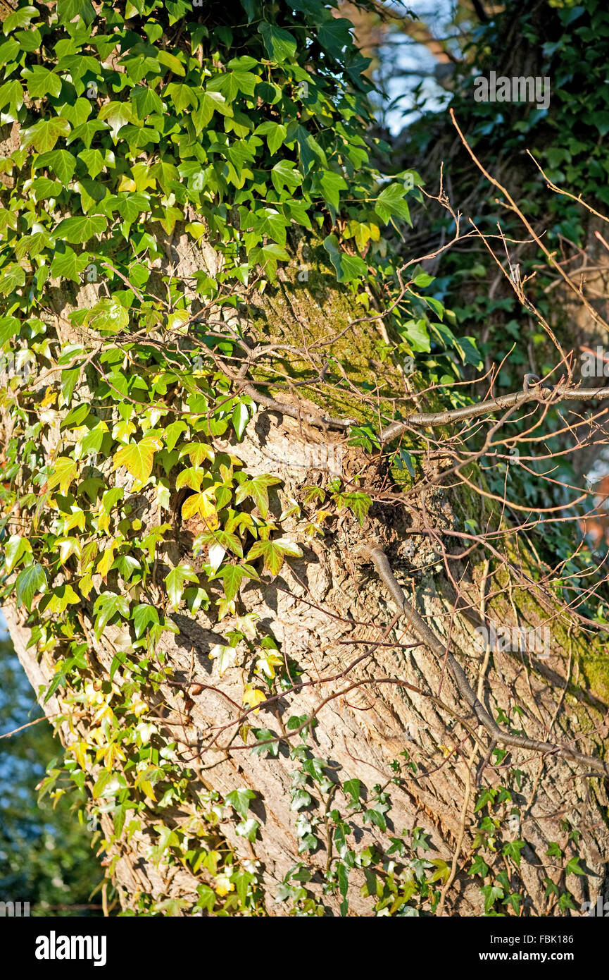 Tree cover with leaves Stock Photo - Alamy