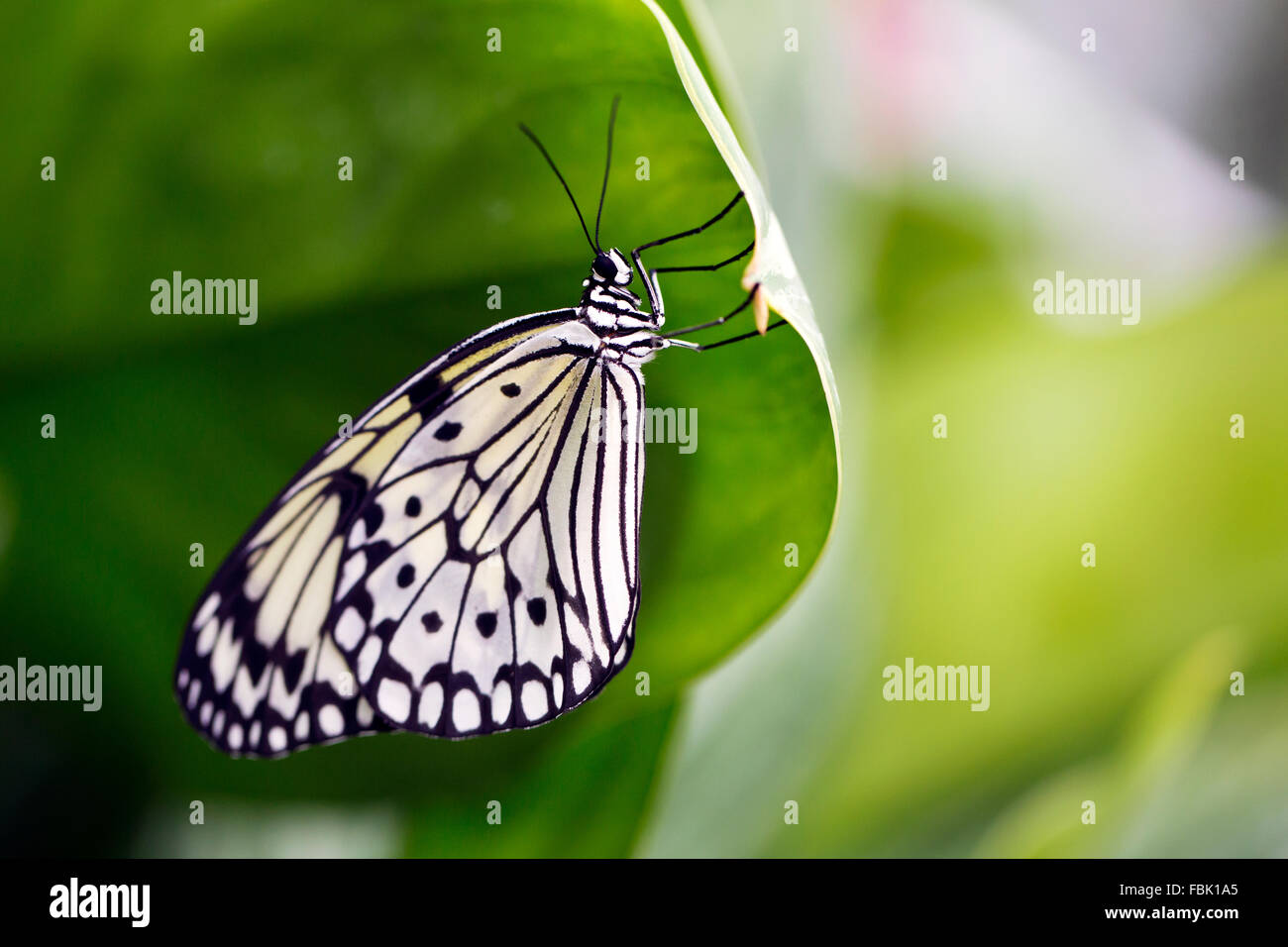 Hot weather butterfly hi-res stock photography and images - Alamy