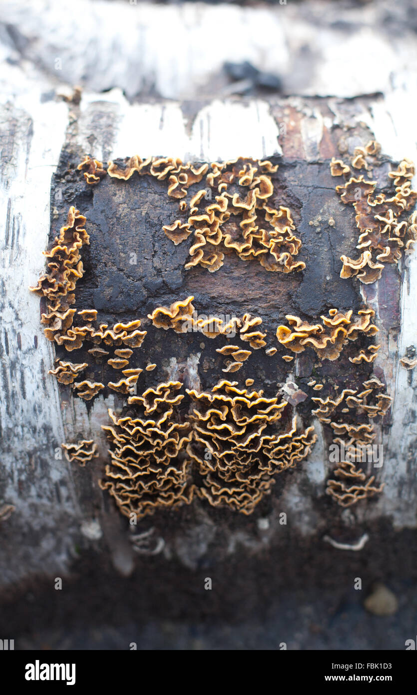 Bodfari hi-res stock photography and images - Alamy