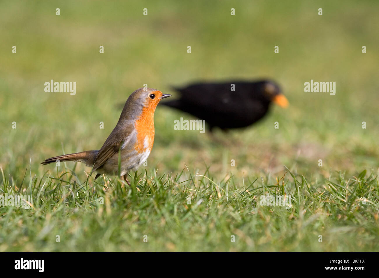 Robin On Grass High Resolution Stock Photography and Images - Alamy