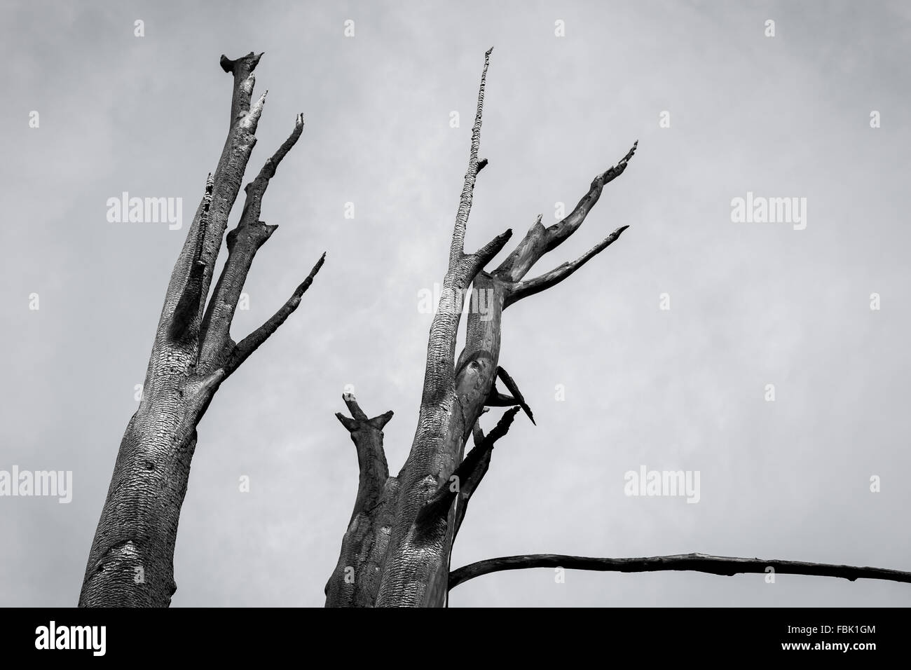 Burnt tree against the sky in black and white Stock Photo - Alamy