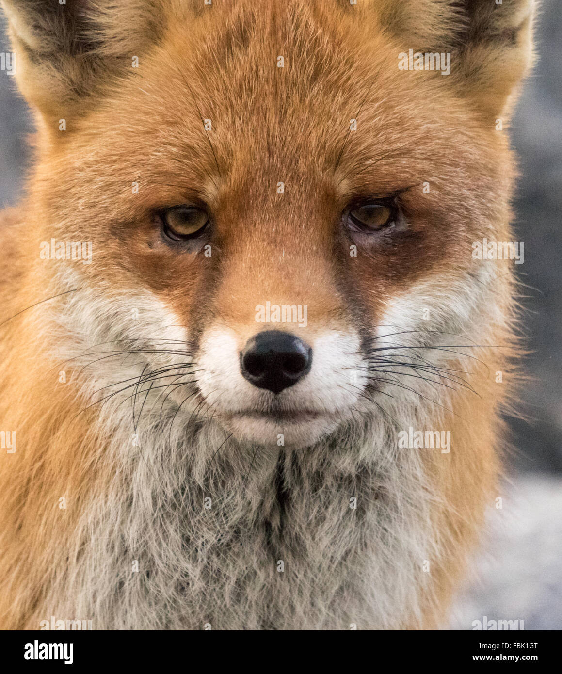 Close up of head of a Red Fox Vulpes vulpes looking straight ahead ...