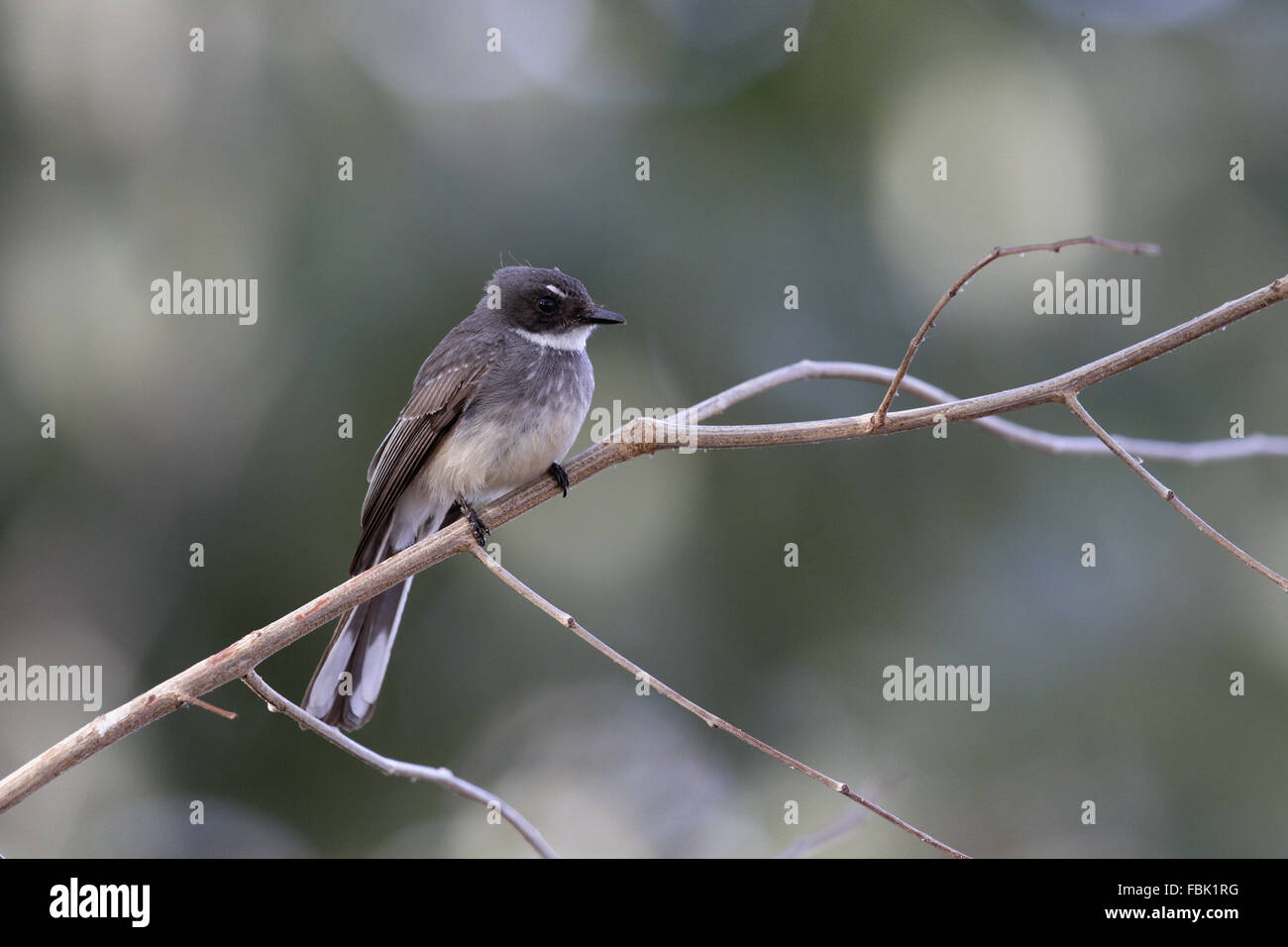 Rhipidura rufiventris hi-res stock photography and images - Alamy