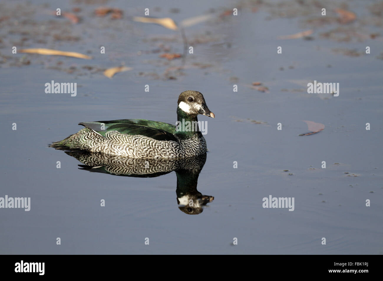 Green pygmy goose hi-res stock photography and images - Alamy