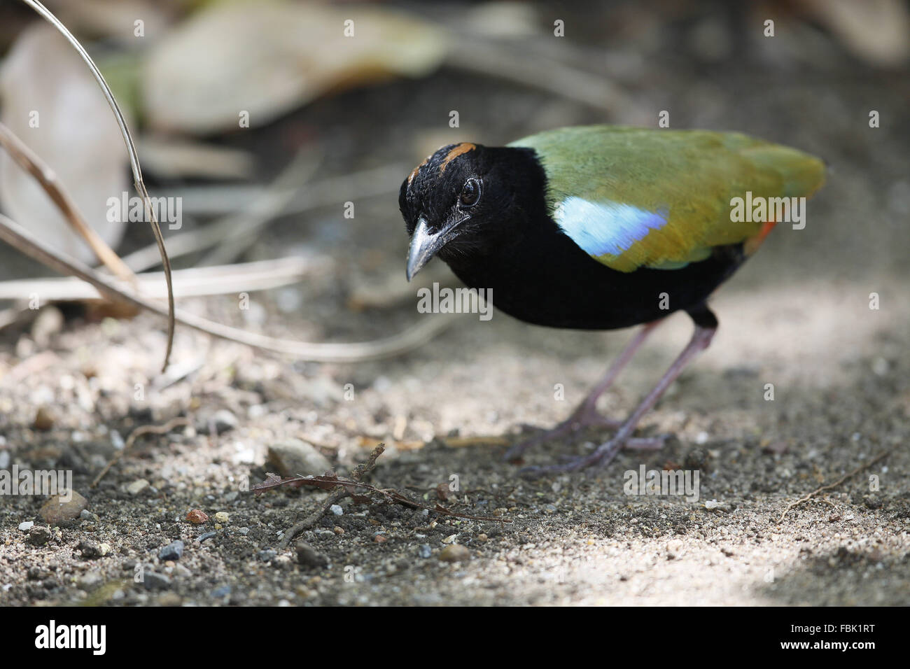 Rainbow Pitta, Pitta iris feeding in rainforest of Northern Territory ...