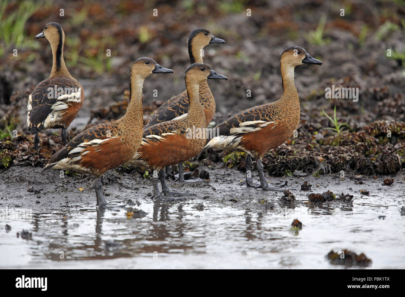Wandering Whistling Duck, Dendrocygna arcuata, flock Stock Photo - Alamy