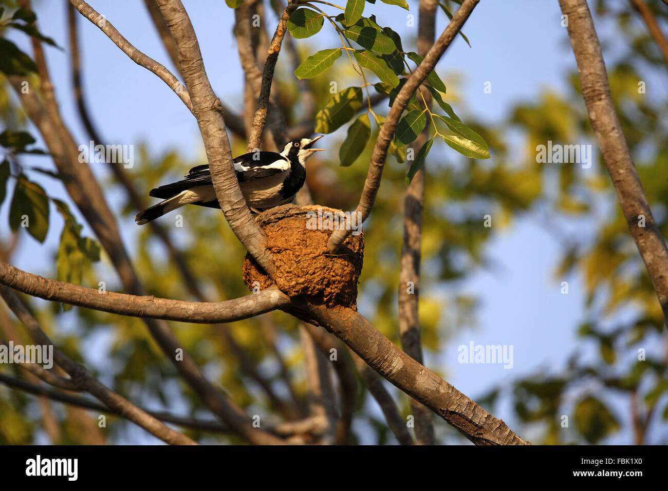 Australian magpie nest hi-res stock photography and images - Alamy