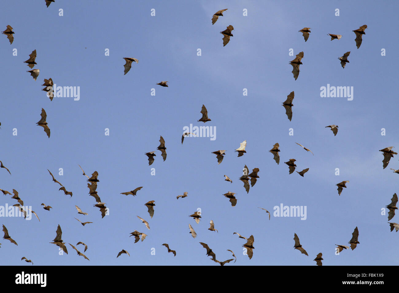 Flying fox australia roost hi-res stock photography and images - Alamy