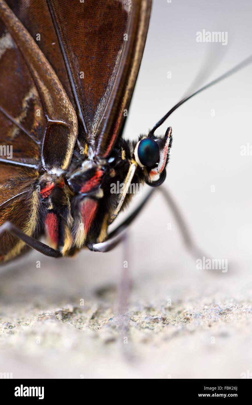 Live tropical butterflies hi-res stock photography and images - Alamy