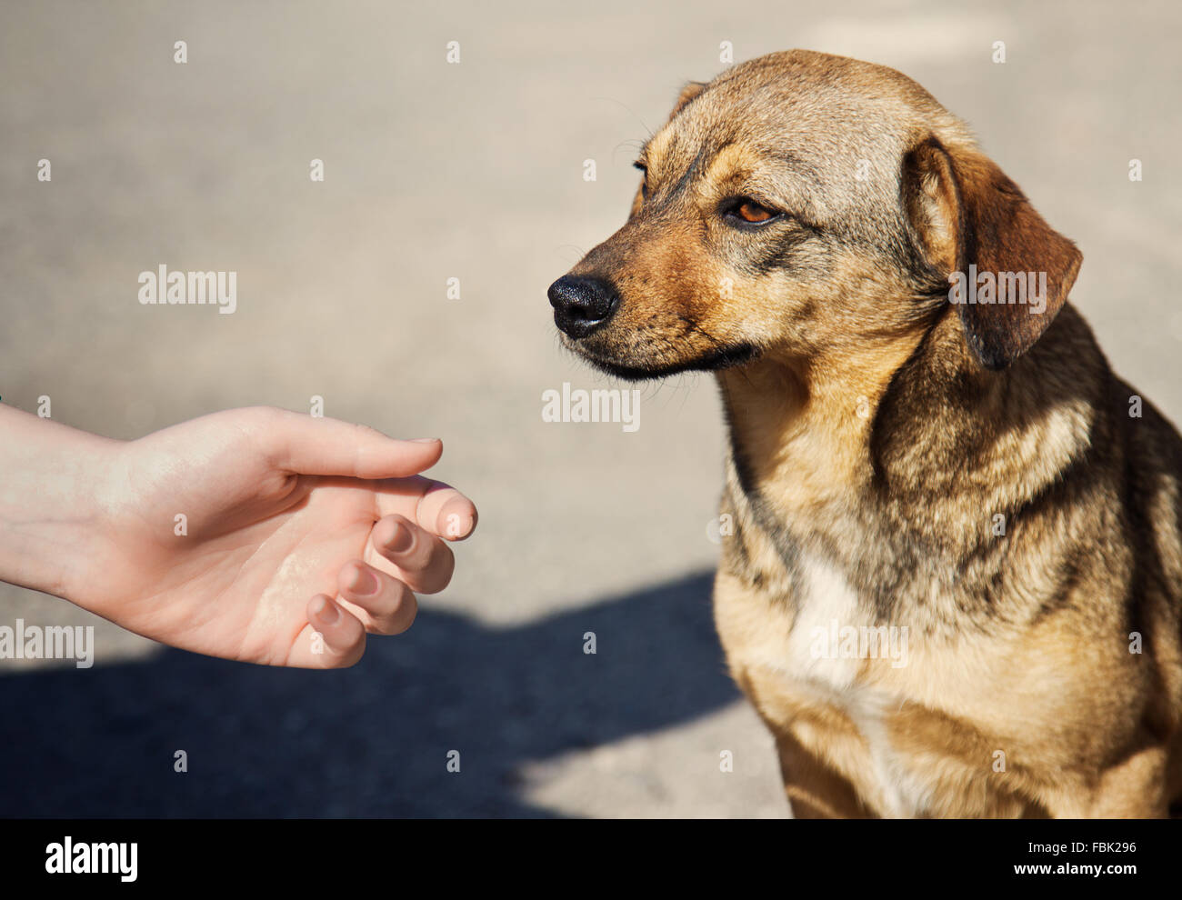 Homeless dog hi-res stock photography and images - Alamy