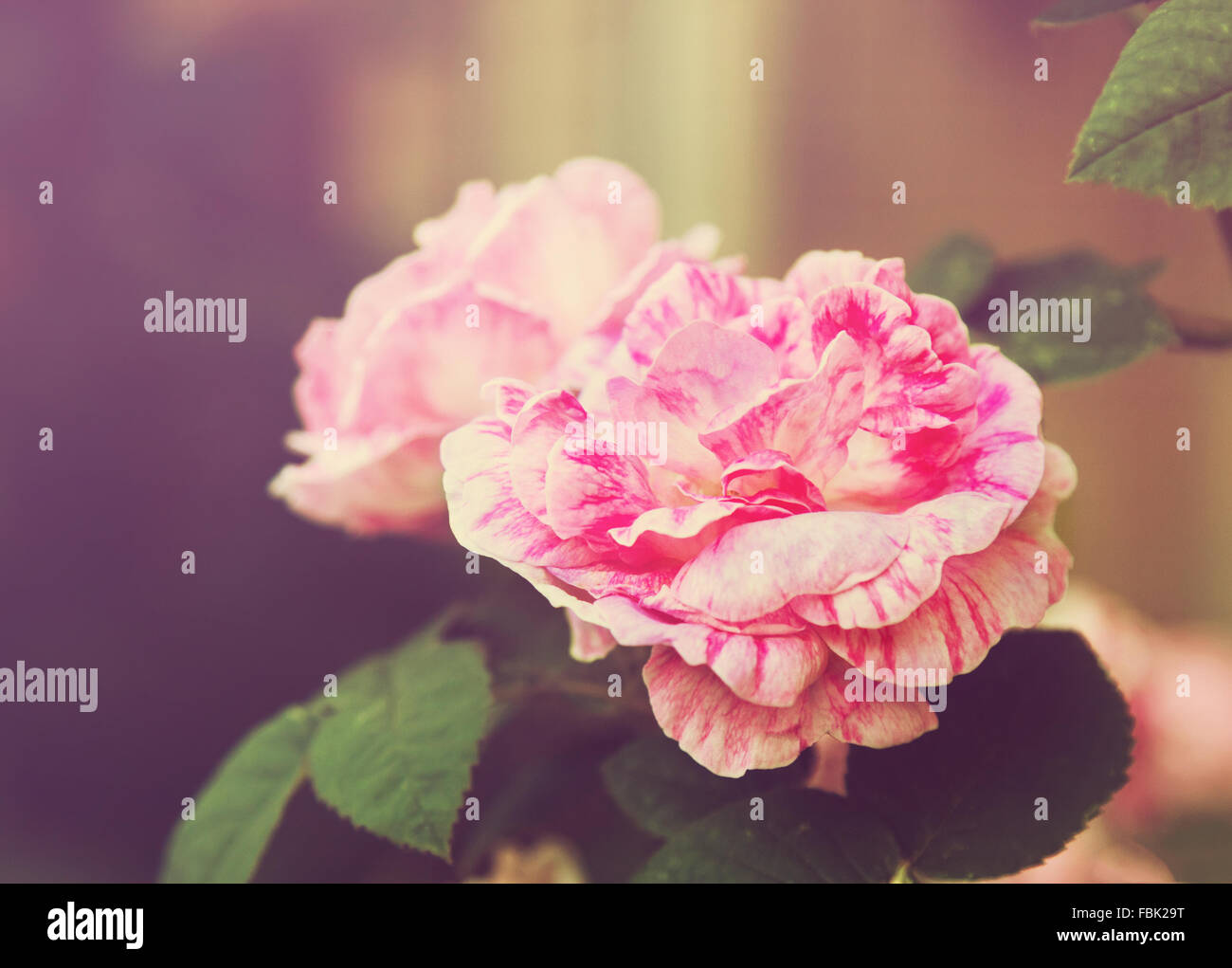 Beautiful pink tea roses in the garden Stock Photo - Alamy