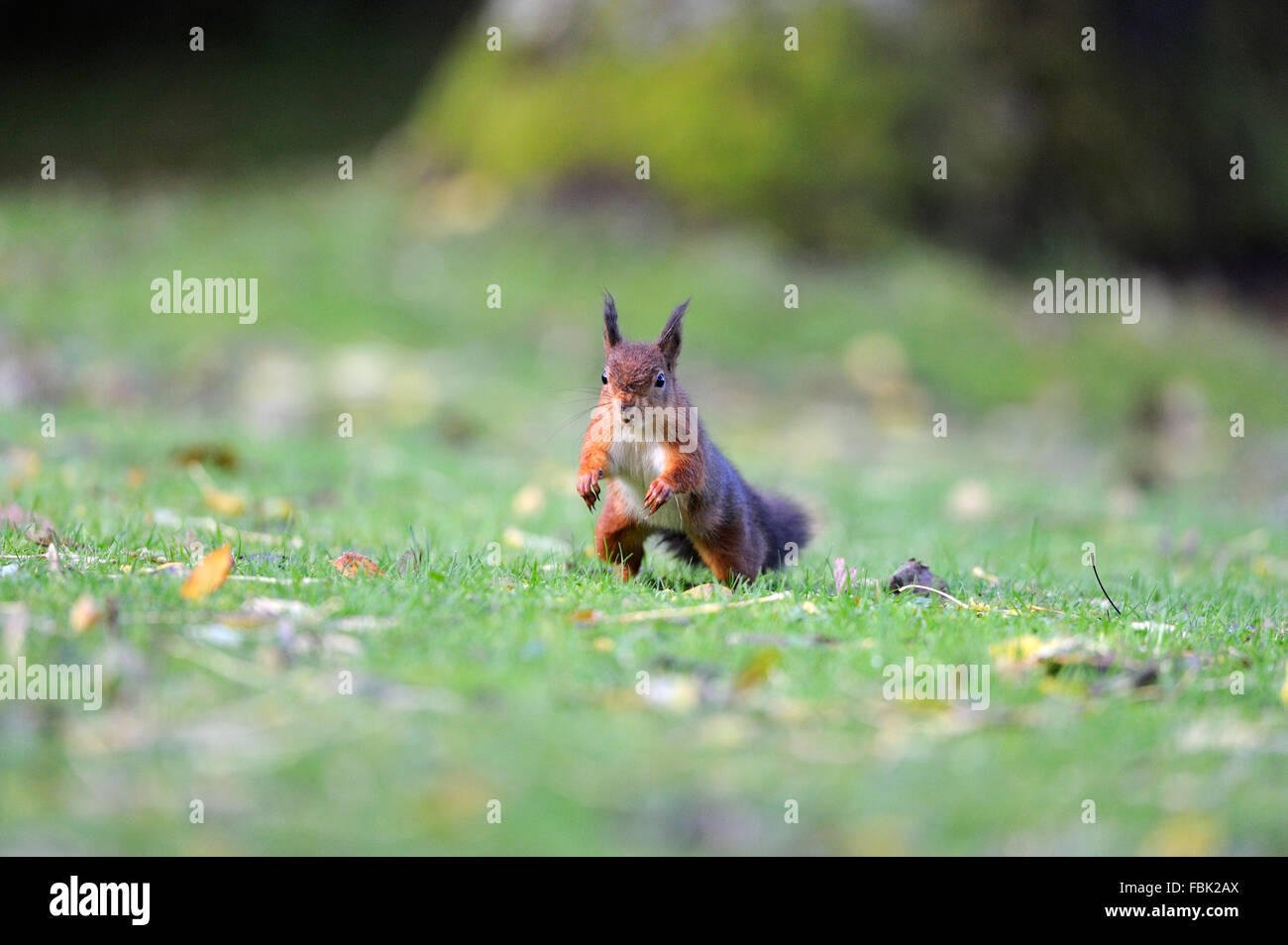 Red Squirrel (Sciurus vulgaris) leaping forward, on garden lawn, in the ...