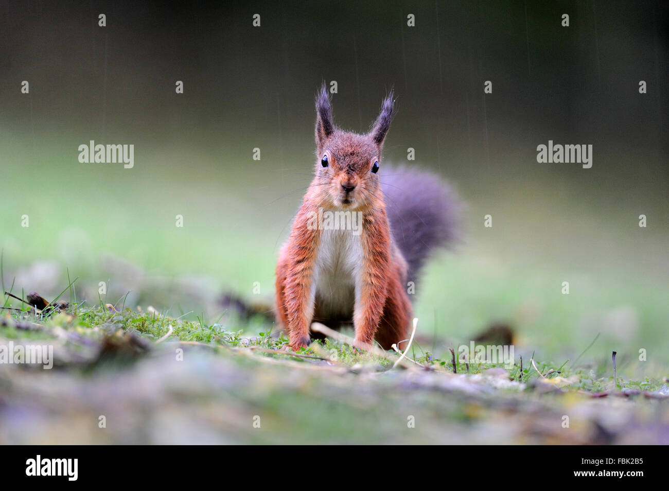 Red Squirrel (Sciurus vulgaris) in ouring rain, looking straight at ...