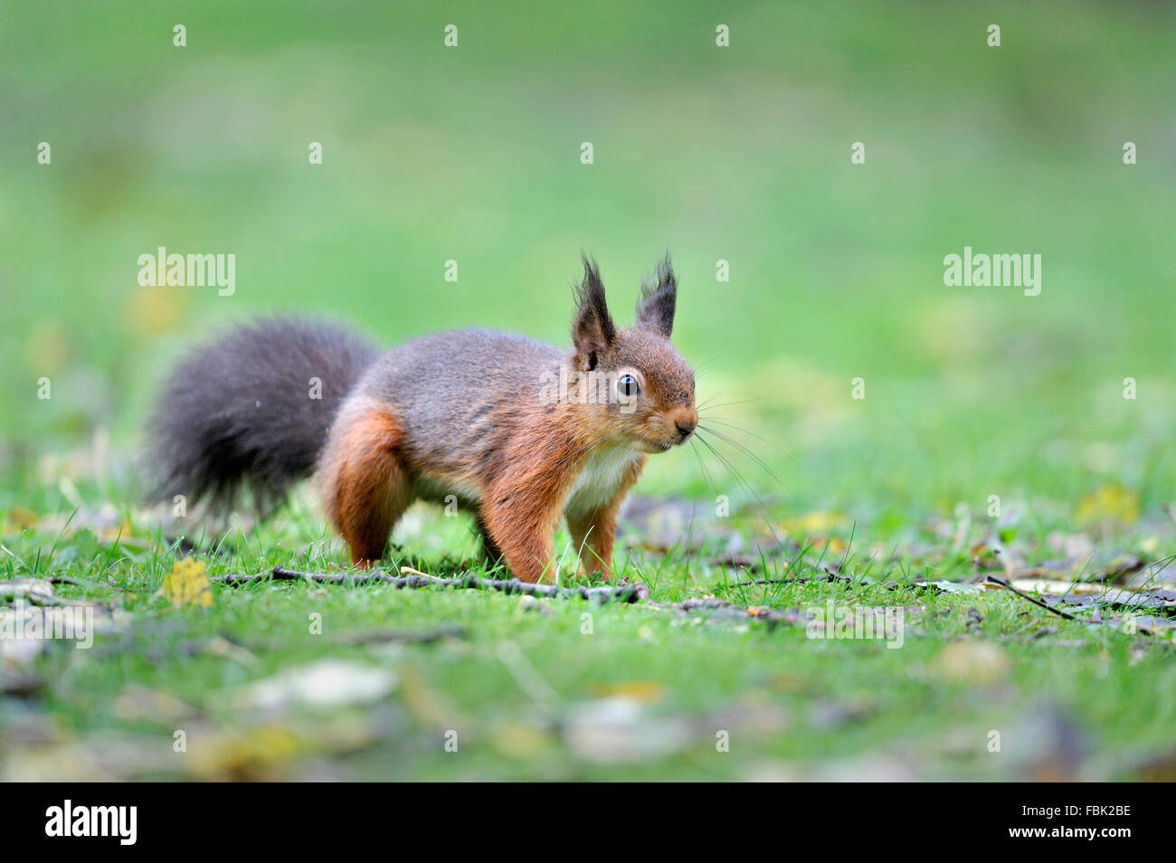 Red Squirrel (Sciurus vulgaris) on garden lawn, in the Newlands Valley ...