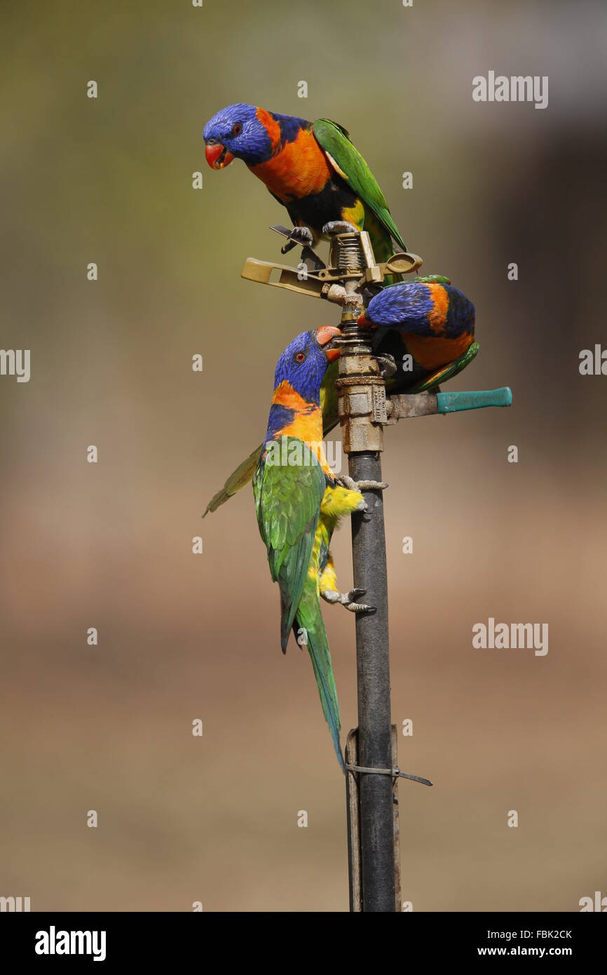 Red-collared Lorikeet Trichoglossus rubritorquis, drinking from ...