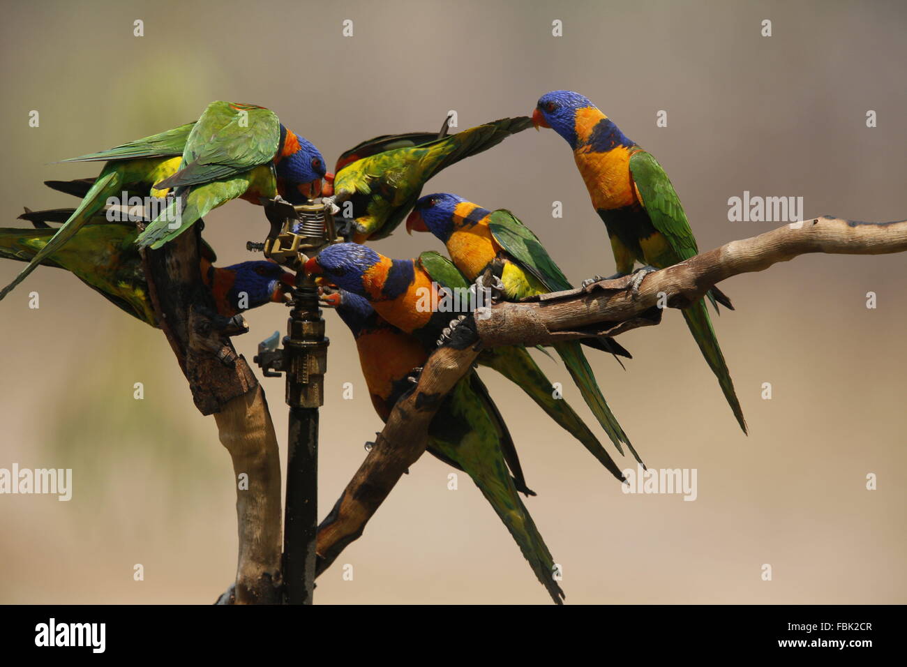 Trichoglossus rubritorquis hi-res stock photography and images - Alamy