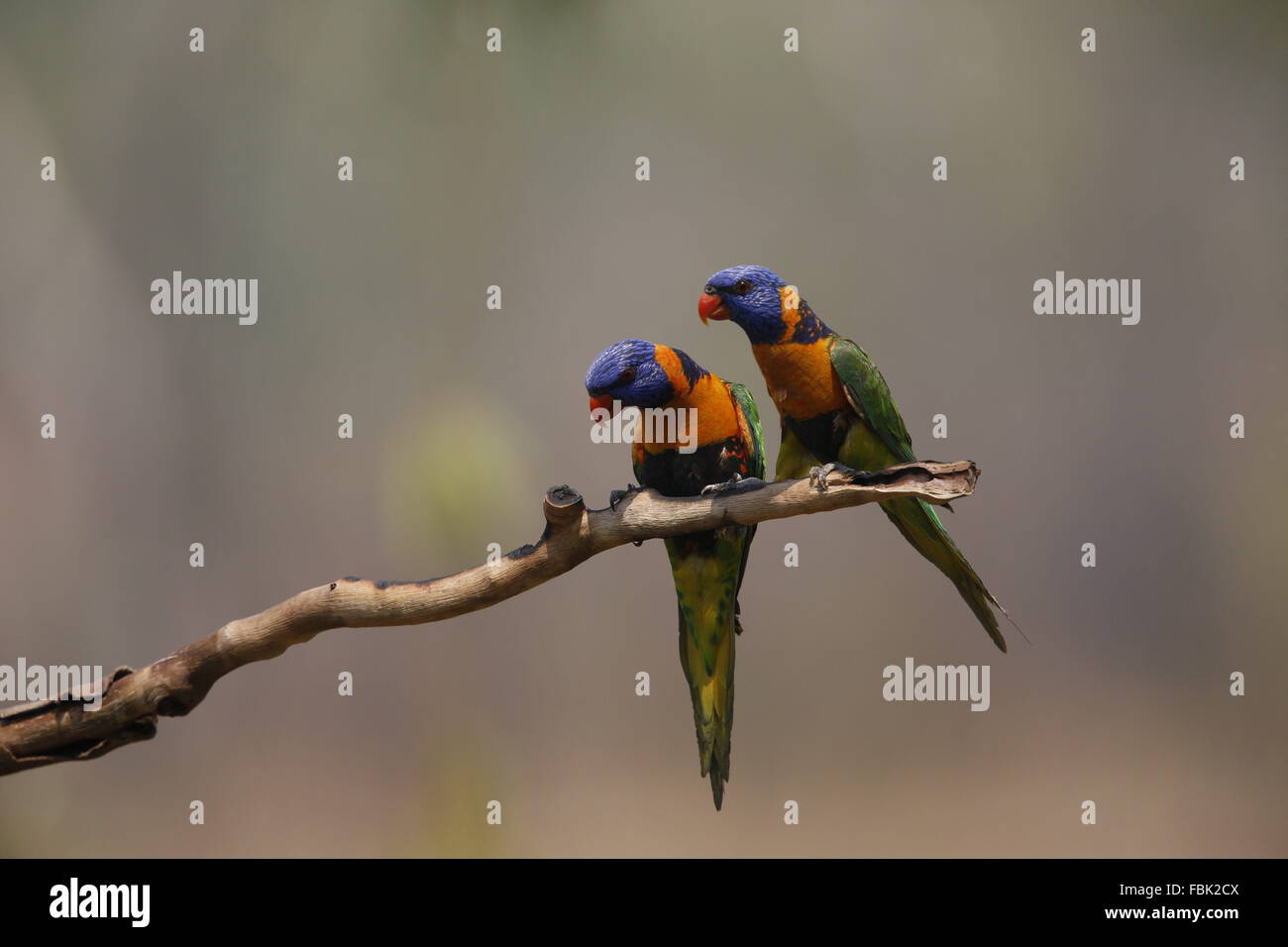 Red-collared Lorikeets, Trichoglossus rubritorquis Stock Photo - Alamy