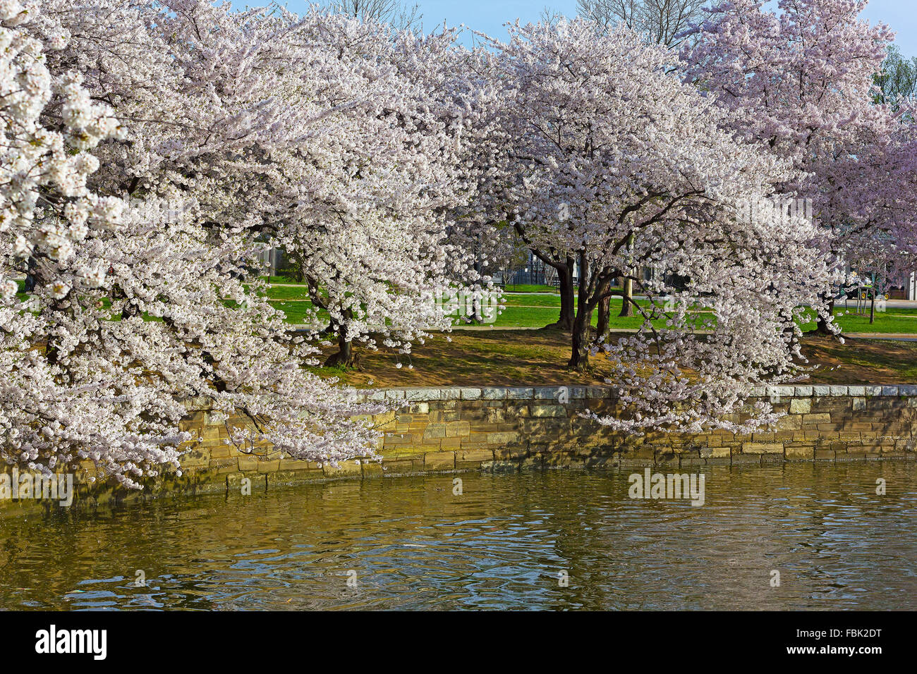 Tidal basin cherry blossom festival hi-res stock photography and images ...