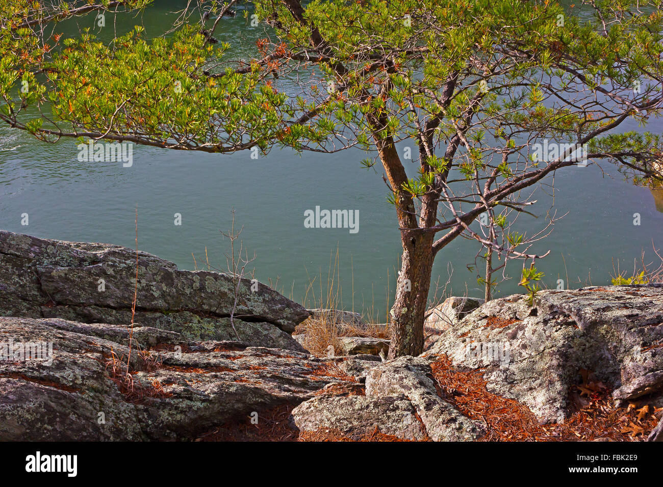 Tree edge hi-res stock photography and images - Alamy