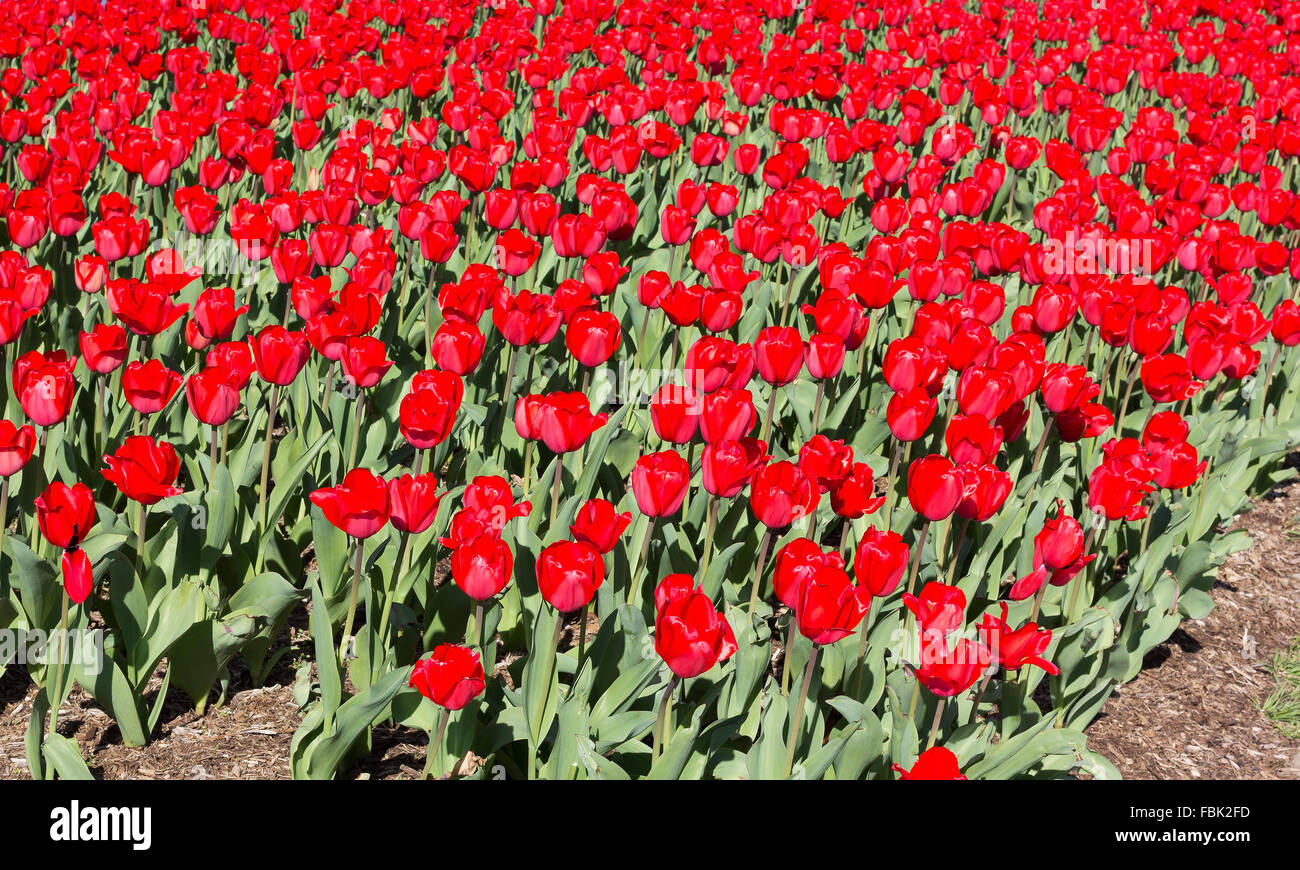 Blooming field of large red tulips Stock Photo - Alamy