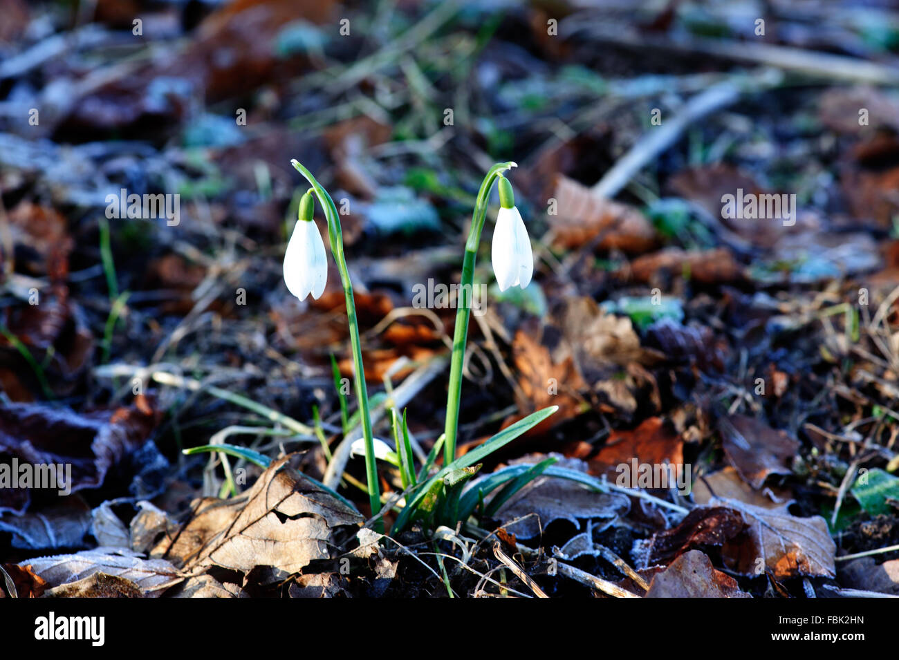Sunny snowdrops hi-res stock photography and images - Alamy