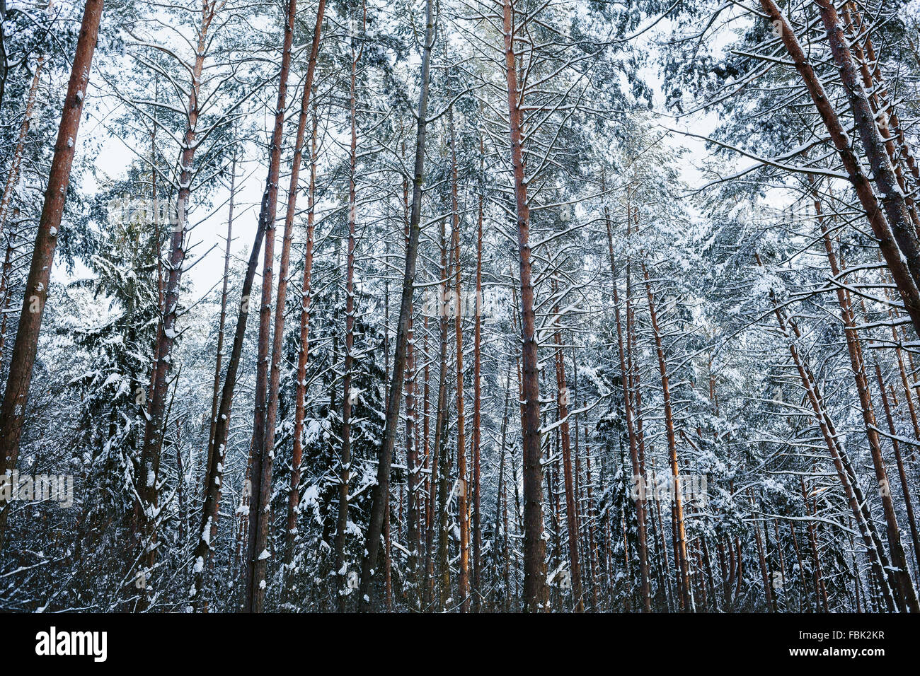 Snowy pine forest Stock Photo - Alamy